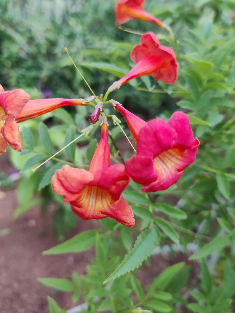 marmalade-bush from Golden Habitat, Whitefields, HITEC City, Hyderabad ...