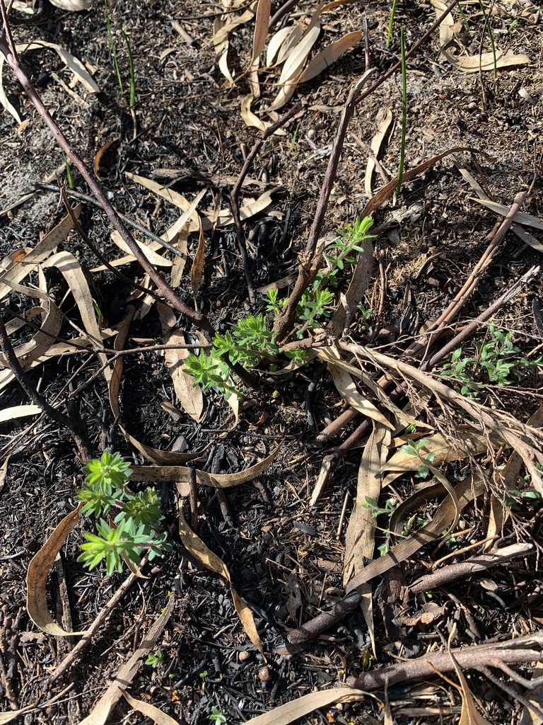 Broom Spurge from Hutchins Way, Skye, VIC, AU on April 28, 2023 at 10: ...