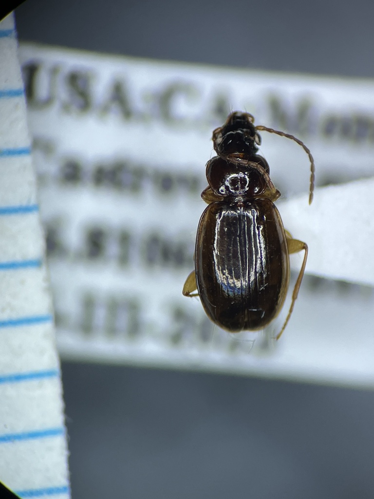 Trechus obtusus from 36.81068, -121.7210083333 on March 26, 2023 by ...