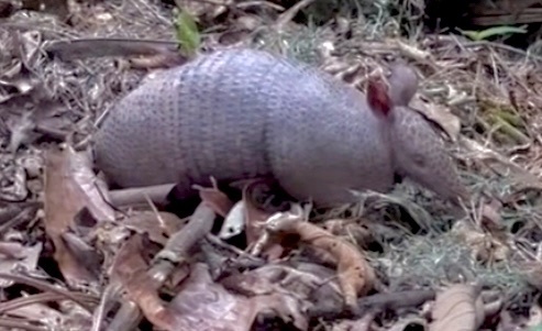 Dasypus septemcinctus Linnaeus, 1758