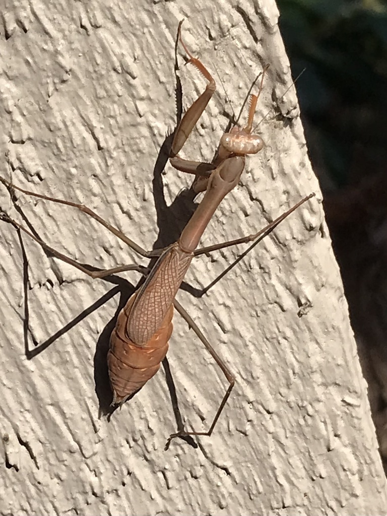 False Garden Mantis from Kunyung Rd, Mount Eliza, VIC, AU on April 28 ...