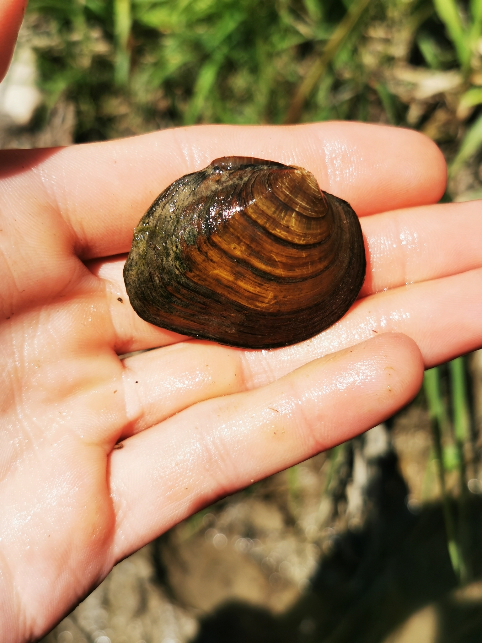 Fusconaia C.T.Simpson, 1900