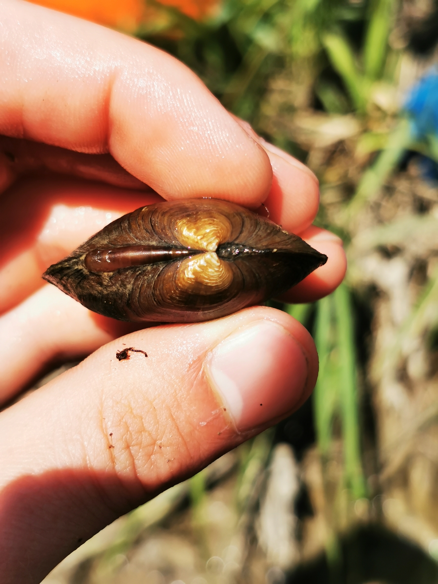 Fusconaia C.T.Simpson, 1900