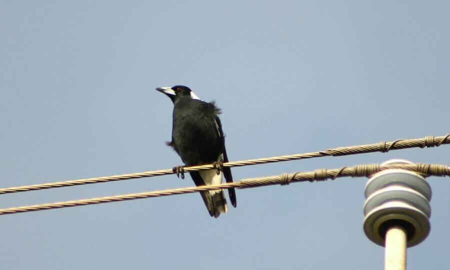 Australian Magpie from Cleland SA 5152, Australia on April 28, 2023 at ...