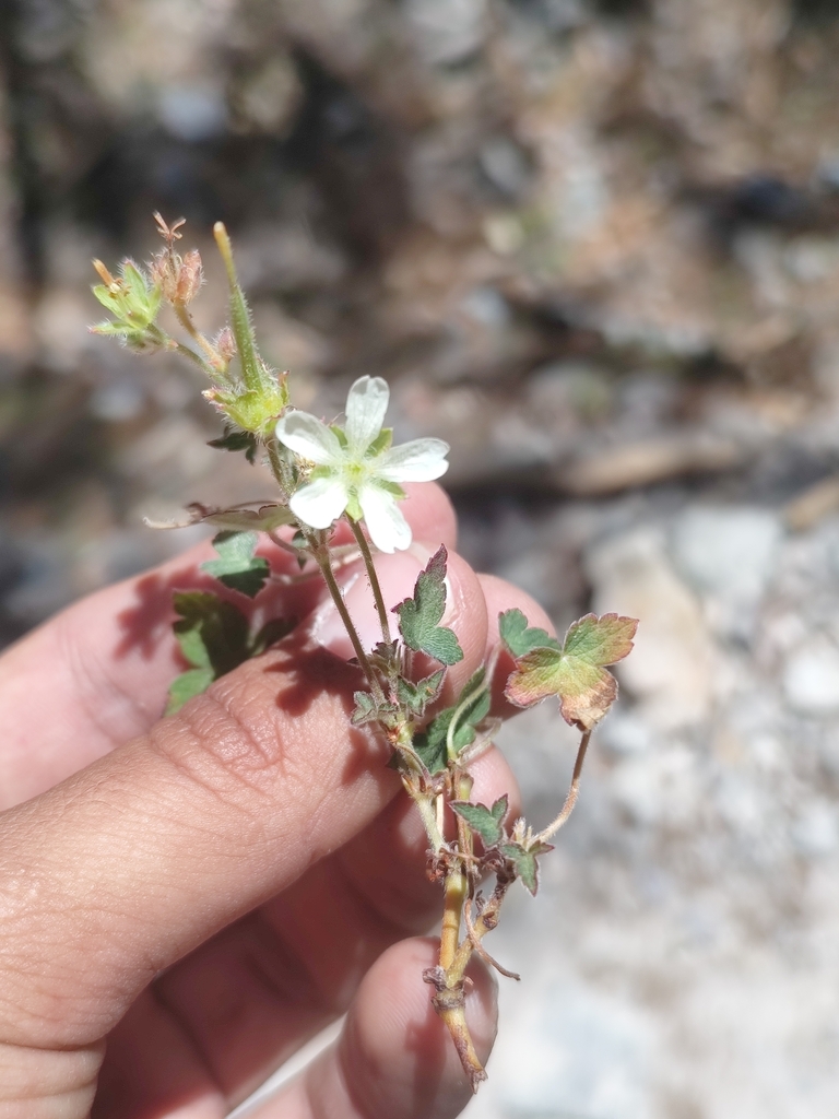 nodding chickweed from 34537 Dgo., México on April 23, 2023 at 12:38 PM ...