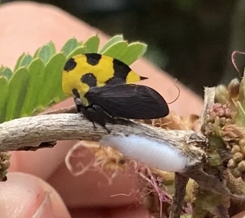 Mexican Treehopper from Colegio Internacional Montessori, Guatemala ...