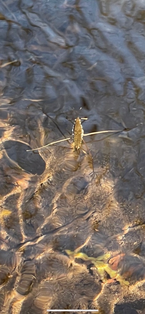 North American Common Water Strider from Devil's Lake State Park ...