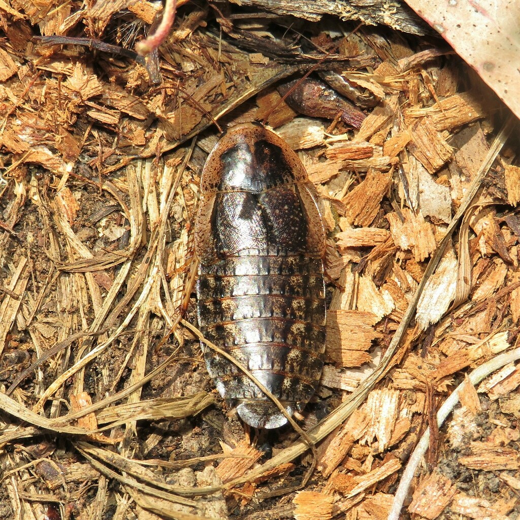 Molytria Perplexa From Wallaga Lake Nsw 2546 Australia On December 19