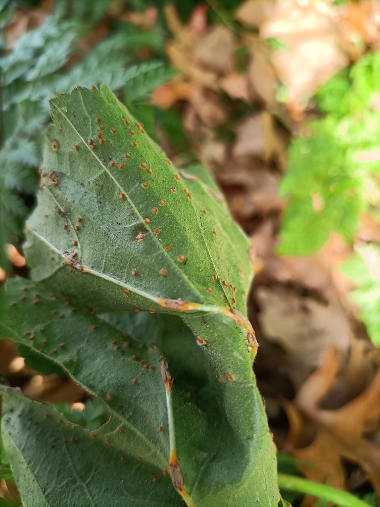 Hollyhock Rust from Havelock North 4130, New Zealand on April 28, 2023 ...