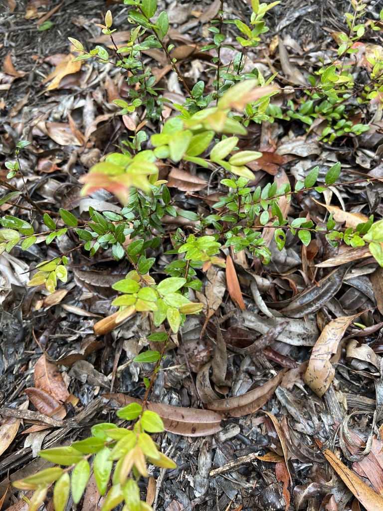 Midgen Berry from Tunnel Ridge Rd, Landsborough, QLD, AU on April 28 ...