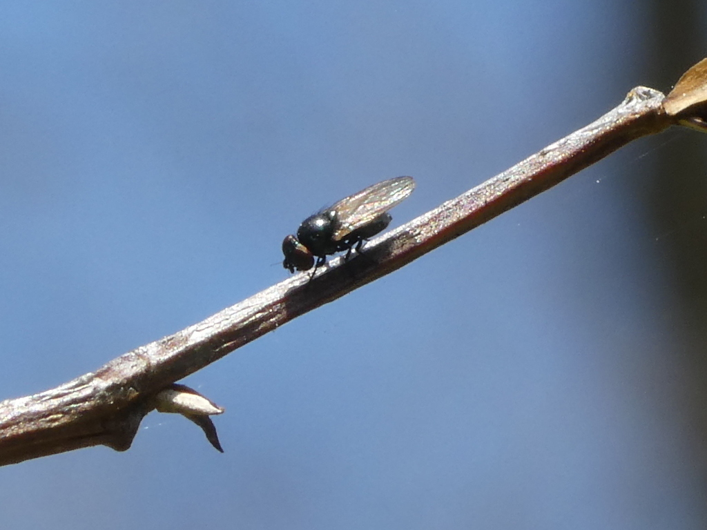 Lance Flies in April 2023 by mjshoemaker · iNaturalist