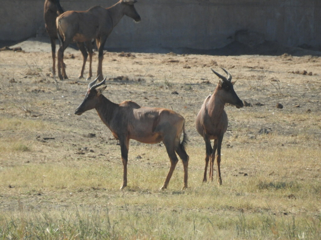 Common Tsessebe in August 2019 by suebsa · iNaturalist