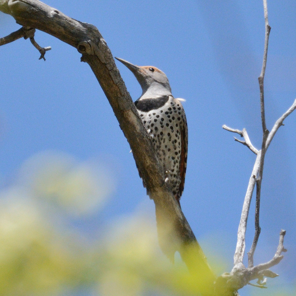 Northern Flicker from Ramsey Canyon Preserve, 27 E Ramsey Canyon Rd ...