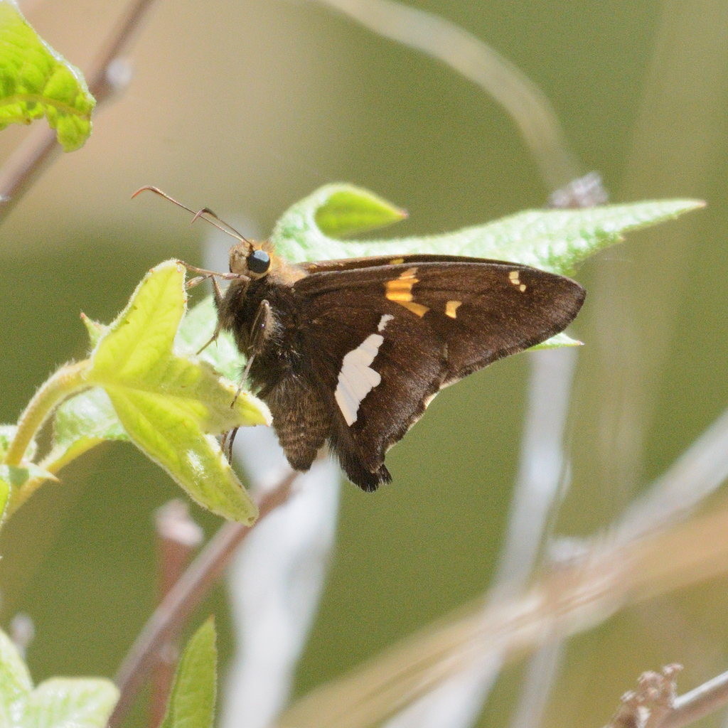 Silver-spotted Skipper from Ramsey Canyon Preserve, 27 E Ramsey Canyon ...