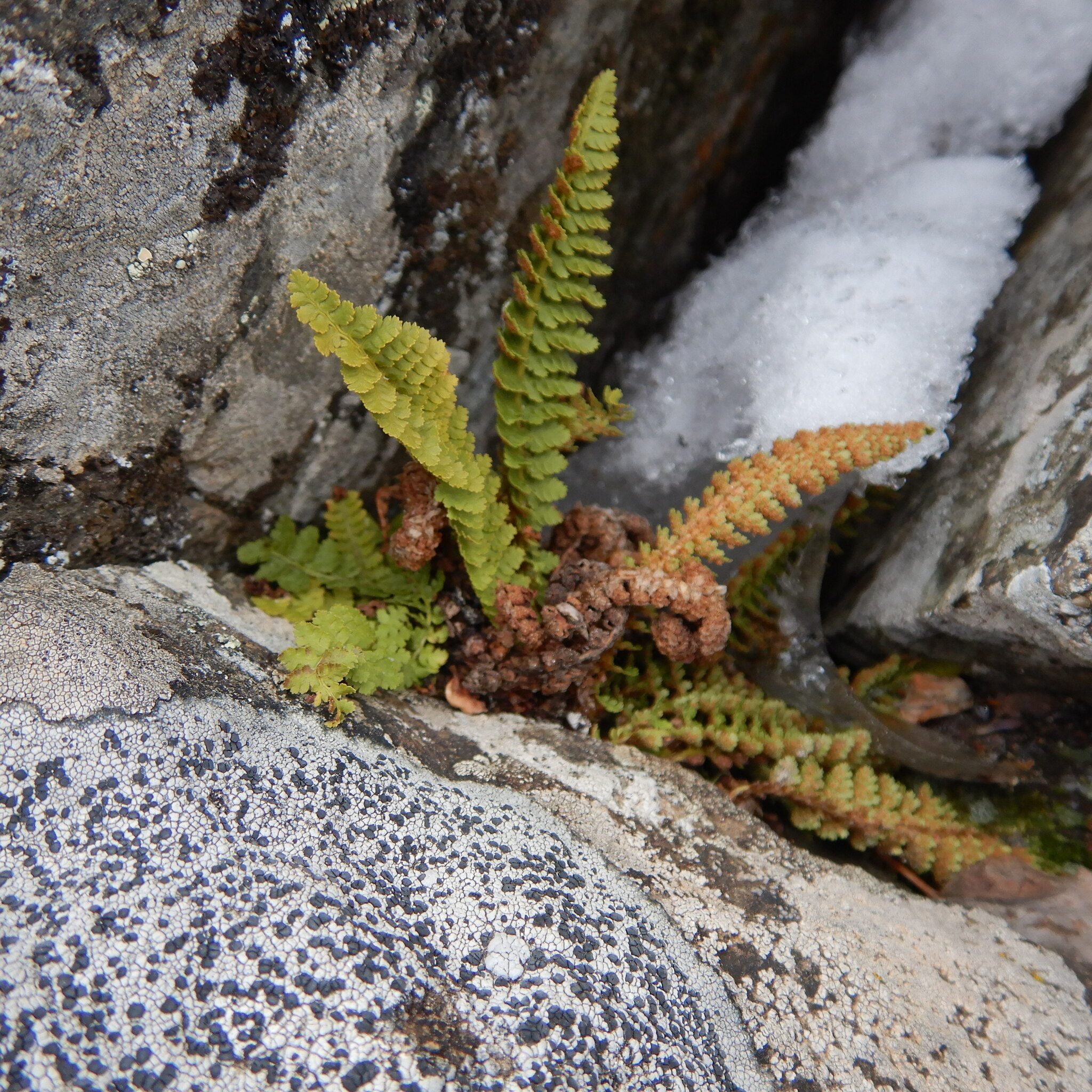 Dryopteris fragrans (L.) Schott
