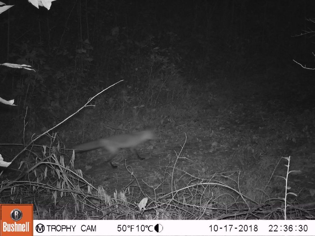 Red Fox from Buncombe County, US-NC, US on October 22, 2018 at 02:04 PM ...