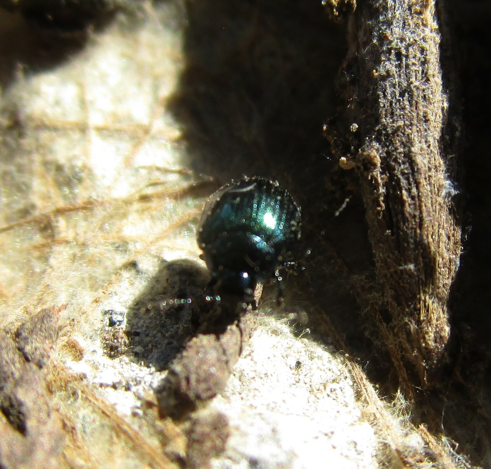 Phaedon Megerle von Mühlfeld, 1823