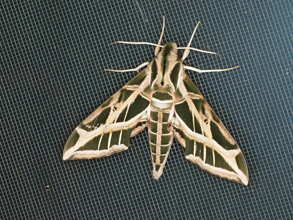 Vine Sphinx in April 2023 by aprilsee · iNaturalist