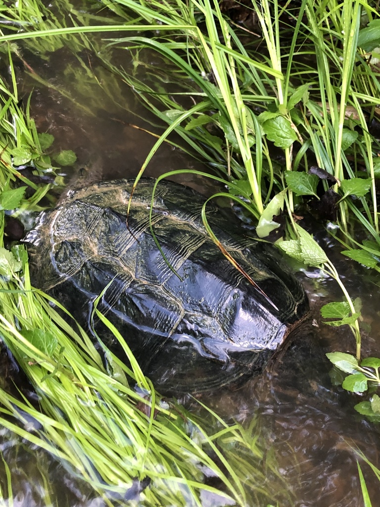 Common Snapping Turtle from Henderson Rd, Little Rock, AR, US on April ...