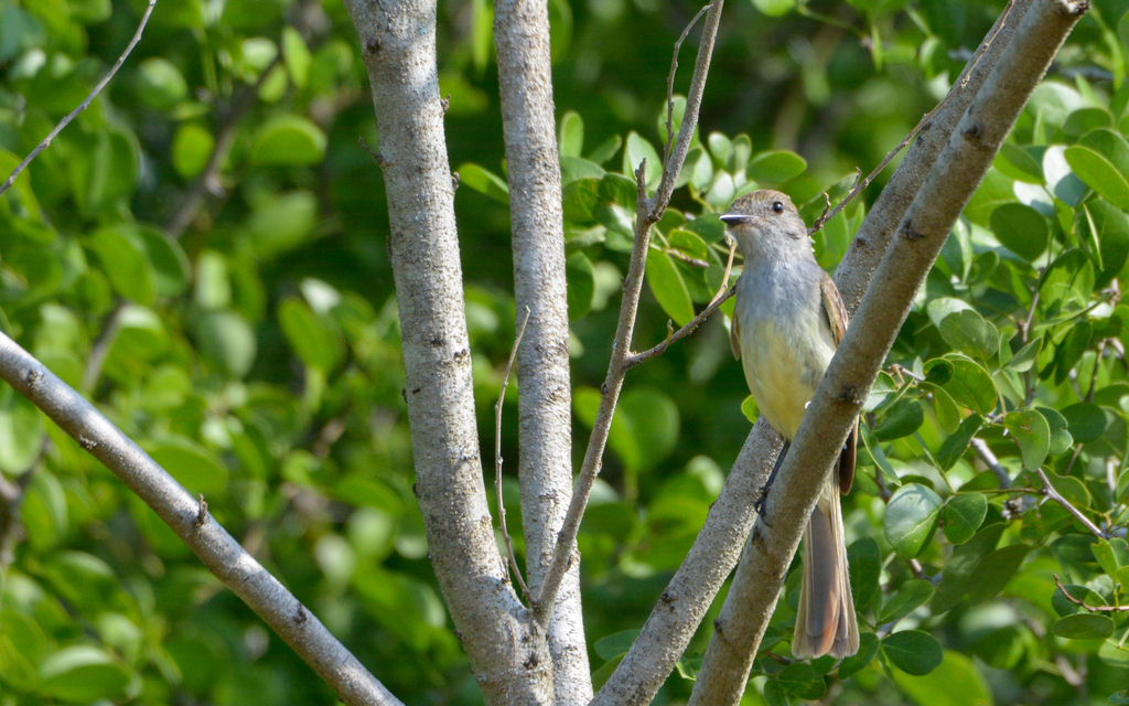 Yucatán Flycatcher from Mérida, Yuc., México on April 27, 2023 at 08:25 ...