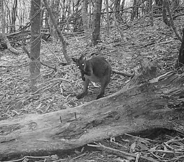 Swamp Wallaby in April 2023 by matthewlh. Trail cam video still ...