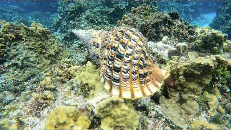 Giant Triton Snail from Tinian Harbor - Organized Anchorage, Northern ...