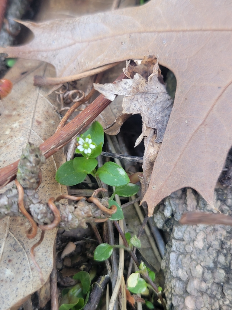 common chickweed from Courtland Township, MI, USA on April 27, 2023 at ...