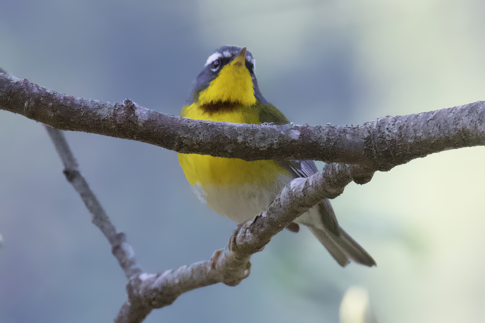 Oreothlypis superciliosa (Hartlaub, 1844)