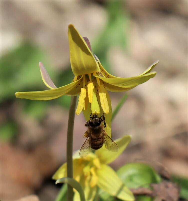 Taurus Mason Bee from Prince Edward, ON, Canada on April 27, 2023 at 03 ...