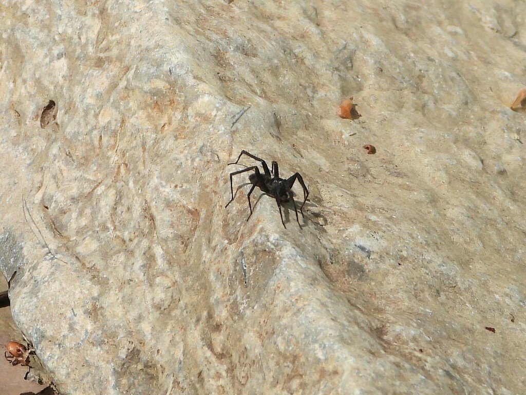 Stone Spider from Clermont County, OH, USA on April 27, 2023 at 01:37 ...