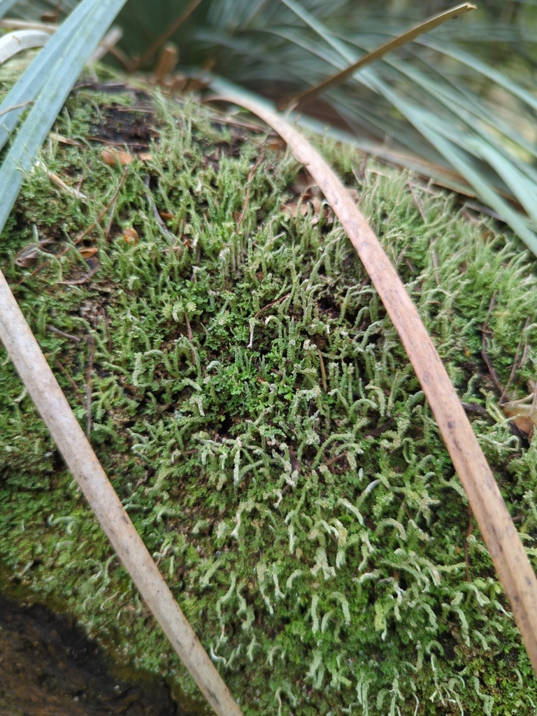 mosses from Hindmarsh Valley SA 5211, Australia on April 28, 2023 at 11 ...