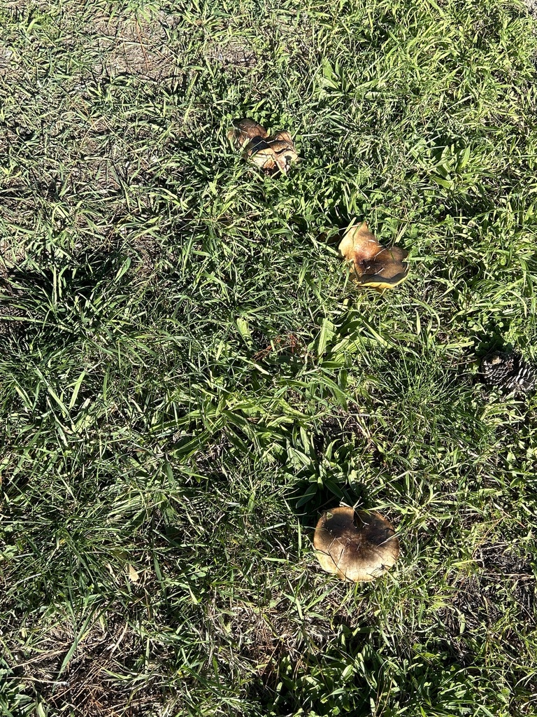 boletes and allies from Te Waipounamu/South Island, Christchurch ...