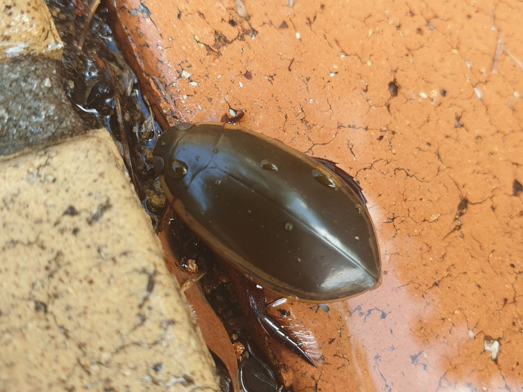 Cybister tripunctatus in February 2023 by chasingthecactus · iNaturalist