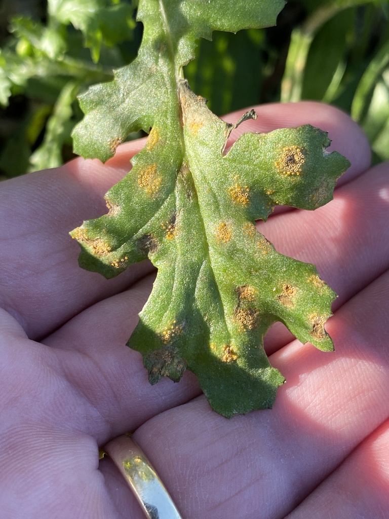 Groundsel crown rust from Te Waipounamu/South Island, Lincoln ...