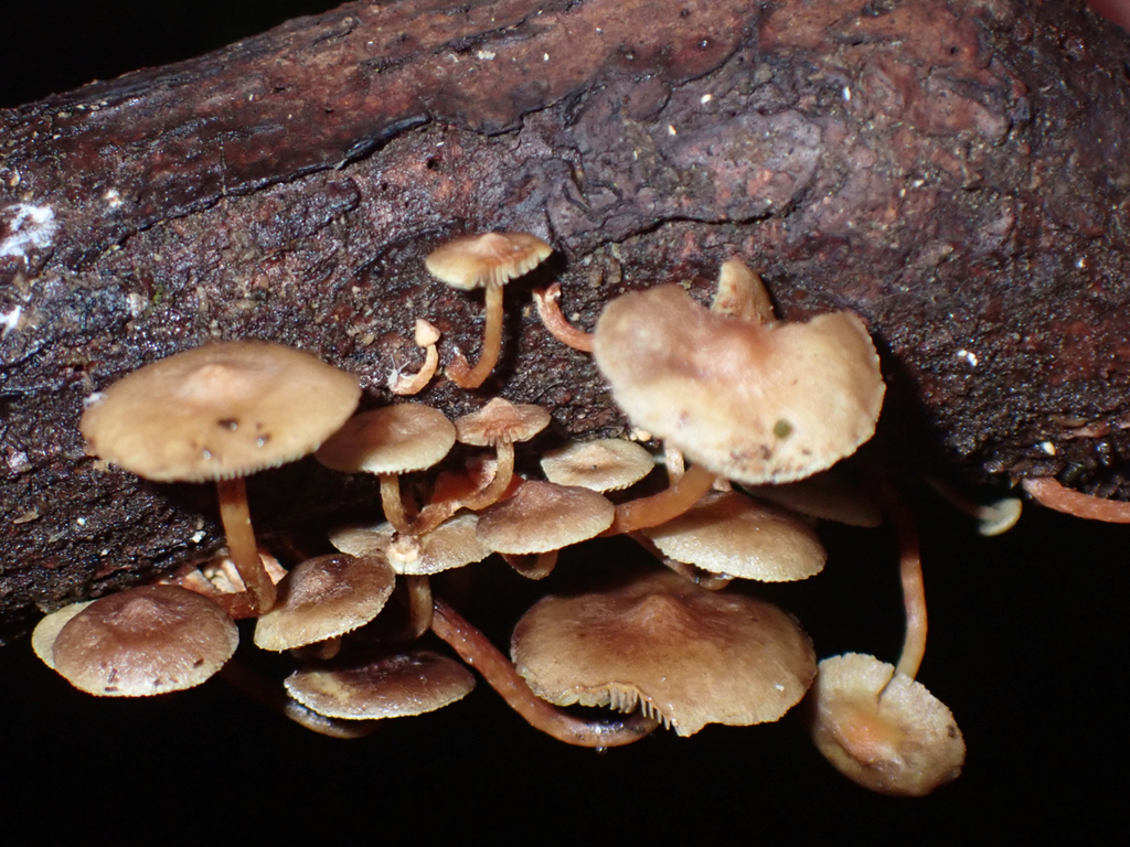 Hypholoma acutum from Leith Valley, Dunedin, New Zealand on April 28 ...