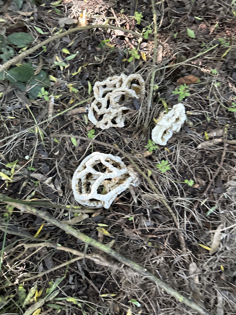 white basket fungus from South New Brighton Park, Christchurch ...
