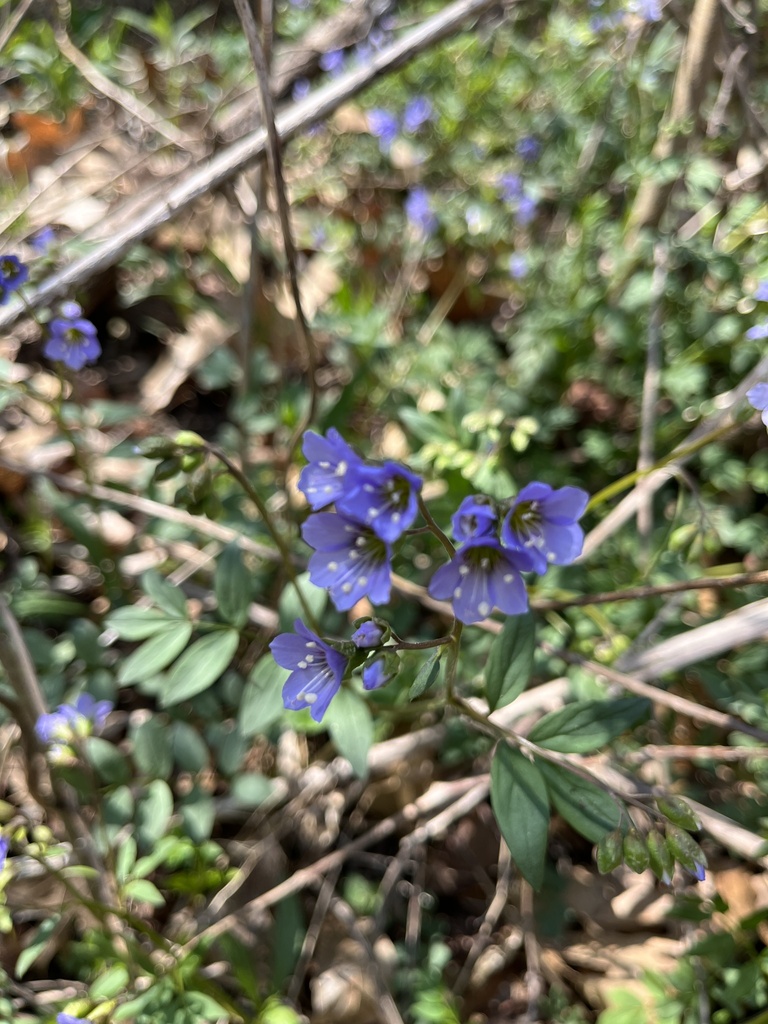 Jacob's ladder from Mercer County, PA, USA on April 15, 2023 at 03:13 ...