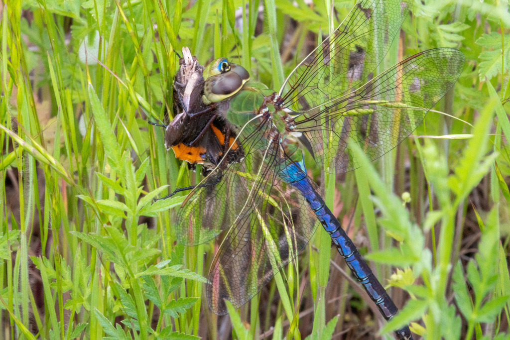 Common Green Darner from North Central, Carrollton, TX, USA on April 27 ...