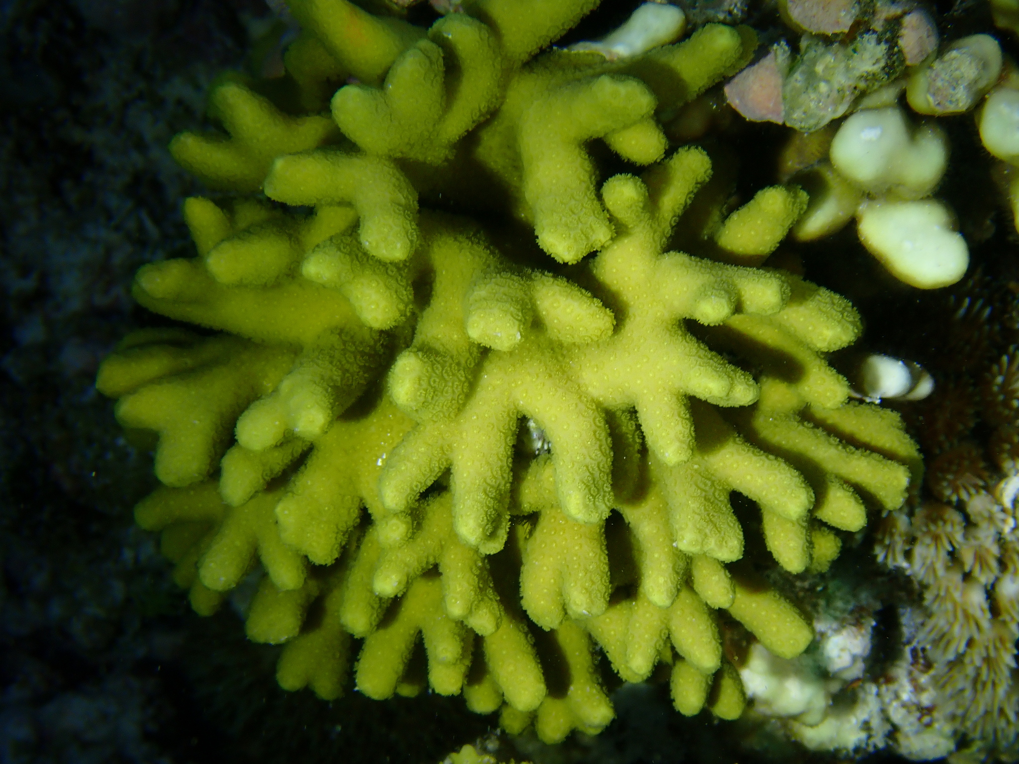 Porites cylindrica Dana, 1846