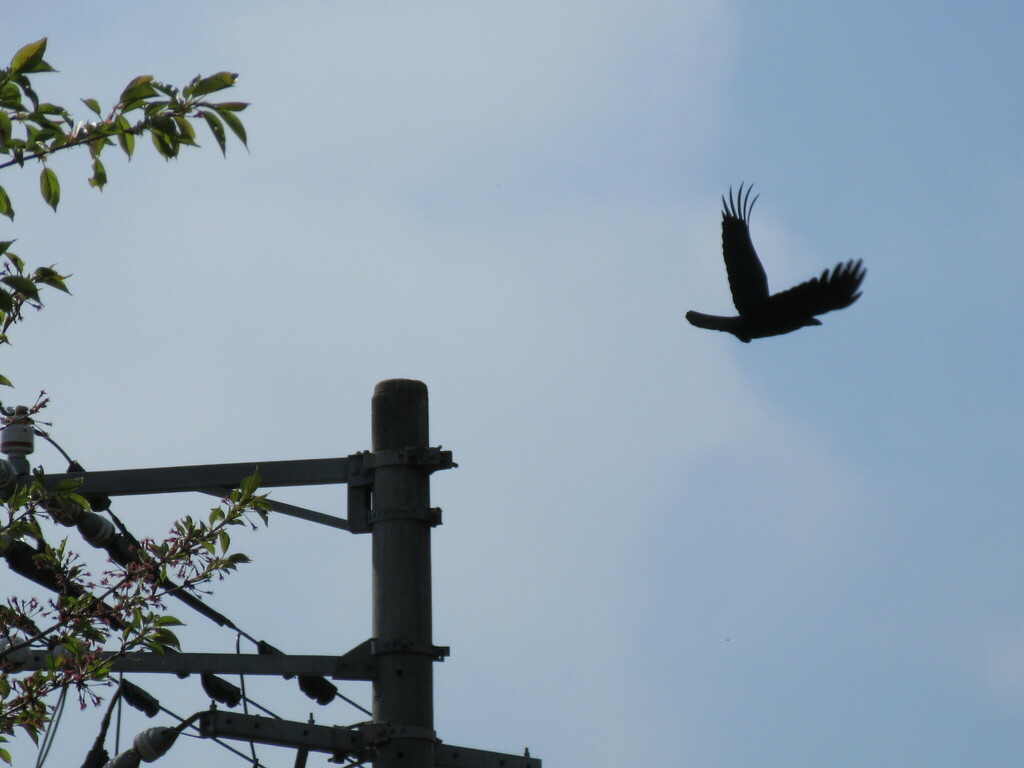 Large-billed Crow from Nakayamacho, Takamatsu, Kagawa 761-8004, Japan ...