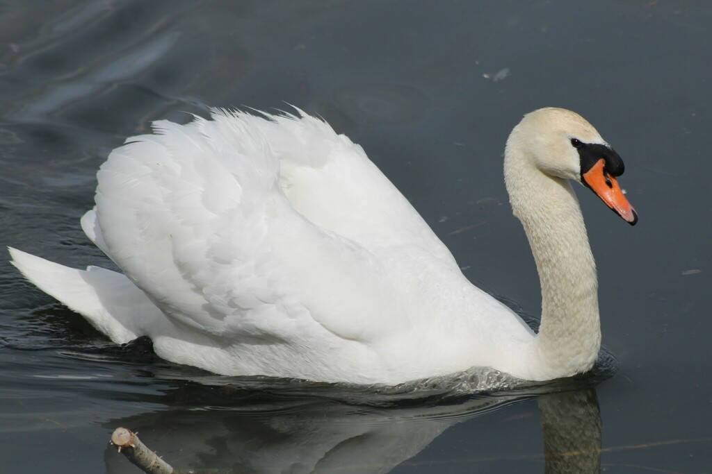 Mute Swan from Wallowa County, OR, USA on April 08, 2023 at 11:36 AM by ...