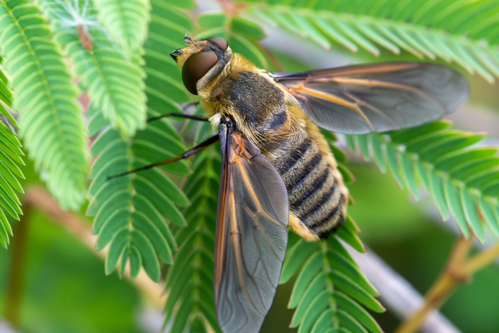 Poecilanthrax lucifer from North Central, Carrollton, TX, USA on April ...
