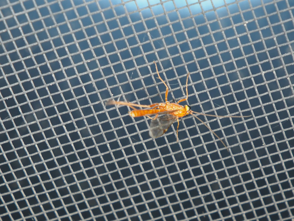 Netelia in April 2023 by aprilsee · iNaturalist