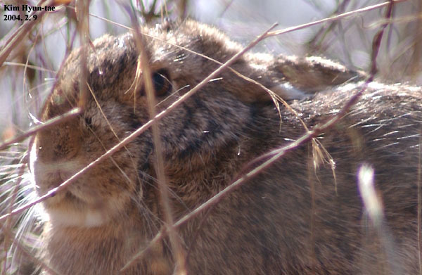 Korean Hare (Lepus coreanus) - Know Your Mammals