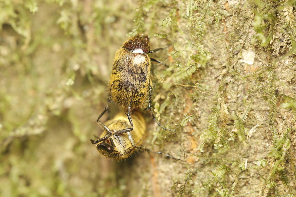 Isonychus from Puntarenas Province, Monteverde, Costa Rica on April 27 ...