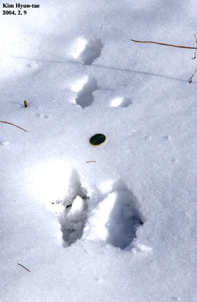 Korean Hare (Lepus coreanus) - Know Your Mammals