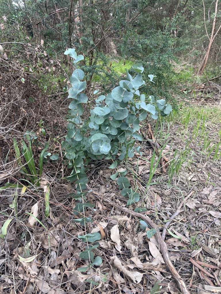 Long-leaved Box from Lewis Park, Wantirna South, VIC, AU on April 28 ...
