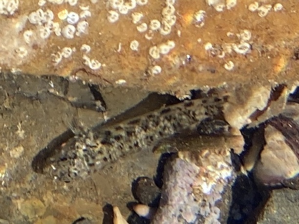 Bathygobius from South Pacific Ocean, Collaroy, NSW, AU on April 28 ...