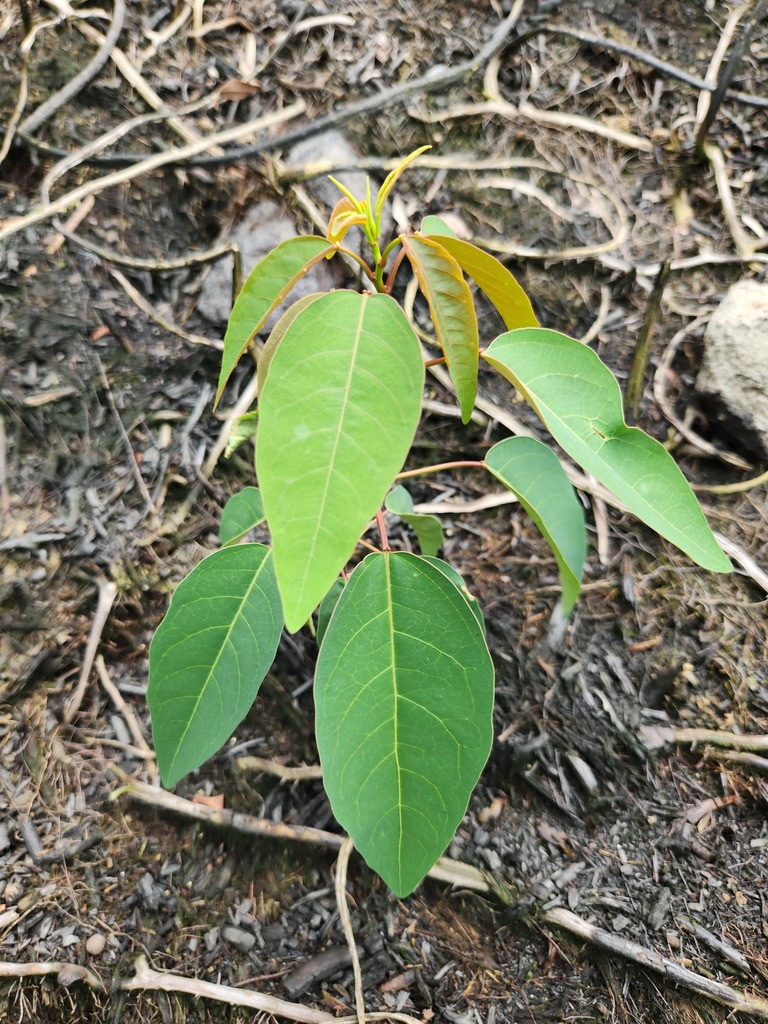Mountain Tallow from 台灣台北 on April 27, 2023 at 01:14 PM by 胡正恆(Jackson ...