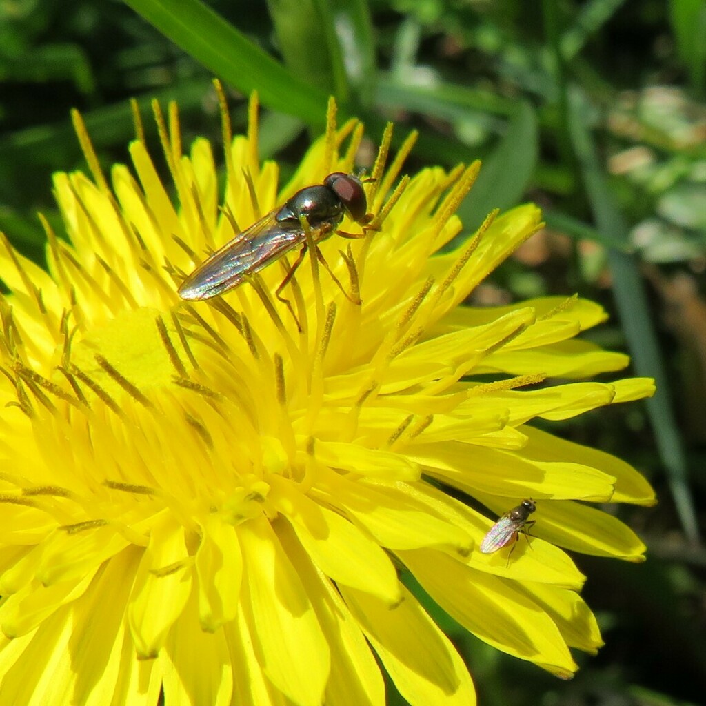 Typical Hover Flies in April 2023 by dougc9 · iNaturalist